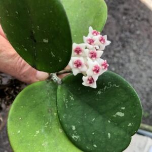 Hoya Obovata Splash Live Plant Houseplants - 3'' Pot Ornaments Perennials Garden Growing Planting Can Grow Well Pots Gift