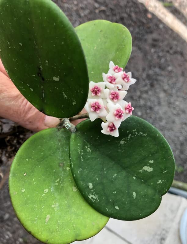 Hoya Obovata Splash Live Plant Houseplants - 3'' Pot Ornaments Perennials Garden Growing Planting Can Grow Well Pots Gift