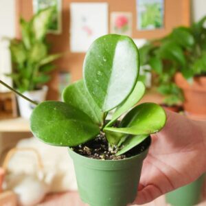 Hoya Obovata Splash Live Plant Houseplants - 3'' Pot Ornaments Perennials Garden Growing Planting Can Grow Well Pots Gift