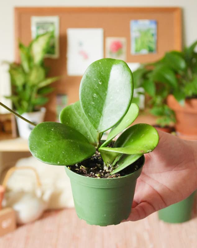 Hoya Obovata Splash Live Plant Houseplants - 3'' Pot Ornaments Perennials Garden Growing Planting Can Grow Well Pots Gift