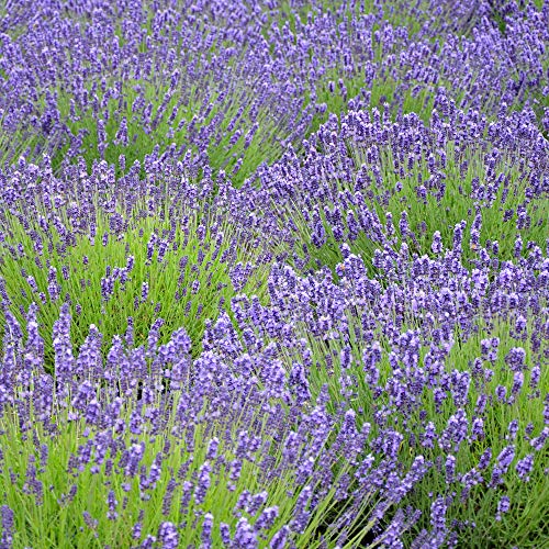 Outsidepride Perennial Lavandula Lavender Spanish Eyes Fragrant Herb Garden, Heat, Drought Tolerant Plants - 200 Seeds