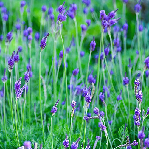 Outsidepride Perennial Lavandula Lavender Spanish Eyes Fragrant Herb Garden, Heat, Drought Tolerant Plants - 200 Seeds