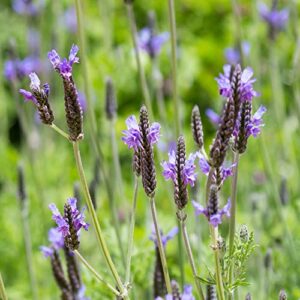 Outsidepride Perennial Lavandula Lavender Spanish Eyes Fragrant Herb Garden, Heat, Drought Tolerant Plants - 200 Seeds