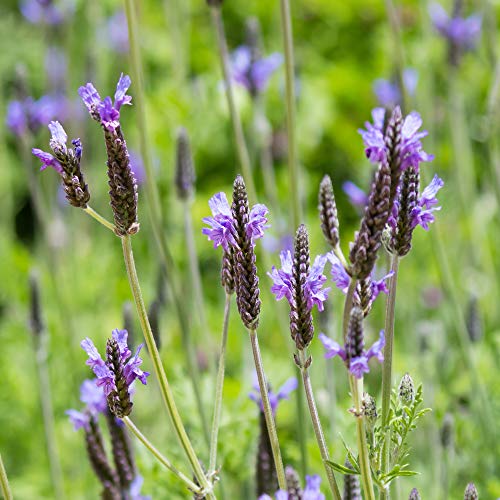 Outsidepride Perennial Lavandula Lavender Spanish Eyes Fragrant Herb Garden, Heat, Drought Tolerant Plants - 200 Seeds