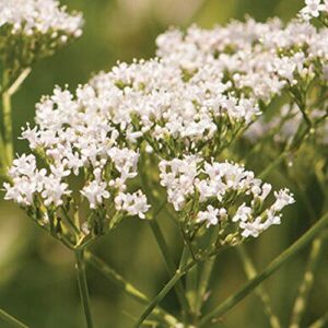 david’s garden seeds herb valerian 9899 (white) 200 non-gmo, heirloom seeds