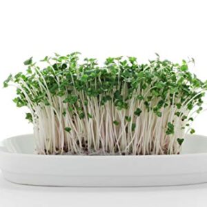 Nature Jims Sprouts Broccoli Sprout Seeds - Certified Organic Broccoli Sprouting Seeds for Indoor/Outdoor Use - Rich in Sulforaphane Healthy, Nutritious Broccoli Seeds Sprout in 5 Days - 8oz