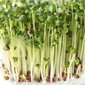 Nature Jims Sprouts Broccoli Sprout Seeds - Certified Organic Broccoli Sprouting Seeds for Indoor/Outdoor Use - Rich in Sulforaphane Healthy, Nutritious Broccoli Seeds Sprout in 5 Days - 8oz