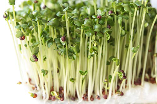 Nature Jims Sprouts Broccoli Sprout Seeds - Certified Organic Broccoli Sprouting Seeds for Indoor/Outdoor Use - Rich in Sulforaphane Healthy, Nutritious Broccoli Seeds Sprout in 5 Days - 8oz