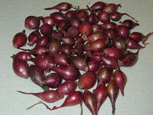 red shallot set (1 lb bag ) no gmo heirloom bulb, plant spring and fall garden vegetable