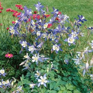 Outsidepride Aquilegia Columbine Blue Star Garden Flower Plant Seeds - 1000 Seeds