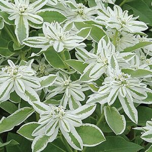 david’s garden seeds flower euphorbia mountain snow 3111 (white) 50 non-gmo, heirloom seeds