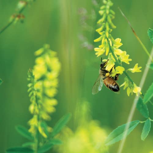 CHUXAY GARDEN 5000 Seeds Melilotus Officinalis,Sweet Yellow Clover,Yellow Melilot,Ribbed Melilot,Common Melilot Yellow Lovely Flowers Livestock Food Landscaping Rocks Chia Garden