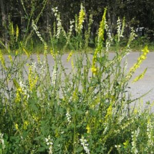 CHUXAY GARDEN 5000 Seeds Melilotus Officinalis,Sweet Yellow Clover,Yellow Melilot,Ribbed Melilot,Common Melilot Yellow Lovely Flowers Livestock Food Landscaping Rocks Chia Garden