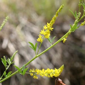 CHUXAY GARDEN 5000 Seeds Melilotus Officinalis,Sweet Yellow Clover,Yellow Melilot,Ribbed Melilot,Common Melilot Yellow Lovely Flowers Livestock Food Landscaping Rocks Chia Garden