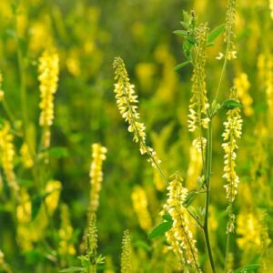 CHUXAY GARDEN 5000 Seeds Melilotus Officinalis,Sweet Yellow Clover,Yellow Melilot,Ribbed Melilot,Common Melilot Yellow Lovely Flowers Livestock Food Landscaping Rocks Chia Garden