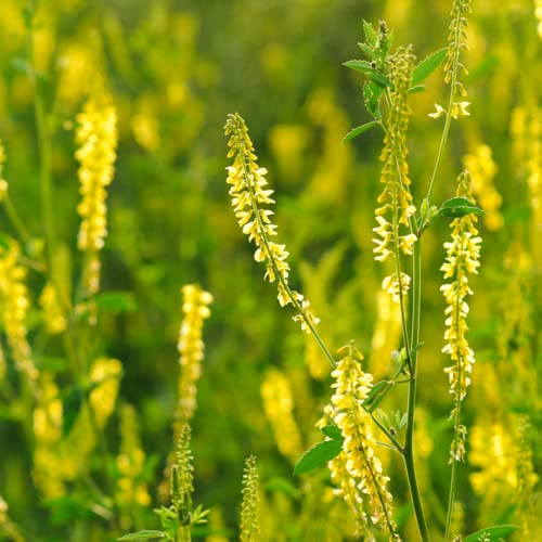 CHUXAY GARDEN 5000 Seeds Melilotus Officinalis,Sweet Yellow Clover,Yellow Melilot,Ribbed Melilot,Common Melilot Yellow Lovely Flowers Livestock Food Landscaping Rocks Chia Garden