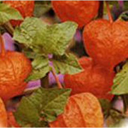 Chinese Lantern Flowers (Franchetti) Seeds (20+ Seeds) | Non GMO | Vegetable Fruit Herb Flower Seeds for Planting | Home Garden Greenhouse Pack