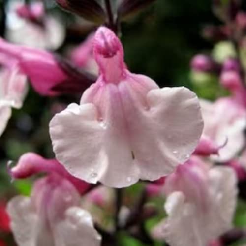 CHUXAY GARDEN Salvia 'Pink Frills' Seeds,Pink Salvia Greggii,Autumn Salvia 40 Seeds Showy Accent Plant Lovely Pink Flowers Great Herb Plant Easy for Planting