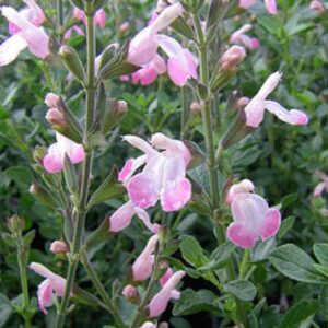 CHUXAY GARDEN Salvia 'Pink Frills' Seeds,Pink Salvia Greggii,Autumn Salvia 40 Seeds Showy Accent Plant Lovely Pink Flowers Great Herb Plant Easy for Planting