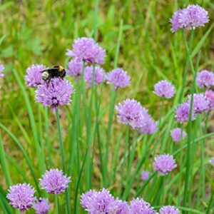 Outsidepride Allium Chives Culinary Herb Garden Plants for Cooking, Pollination, & Dried Arrangements - 1 OZ