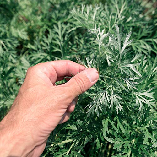 Outsidepride Perennial Artemisia Wormwood Herb Garden Plants with Aromatic Fragrance - 5000 Seeds