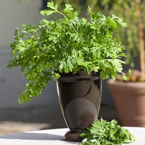 Outsidepride Perennial Artemisia Wormwood Herb Garden Plants with Aromatic Fragrance - 5000 Seeds