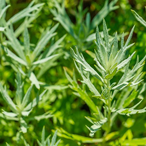 Outsidepride Perennial Artemisia Wormwood Herb Garden Plants with Aromatic Fragrance - 5000 Seeds