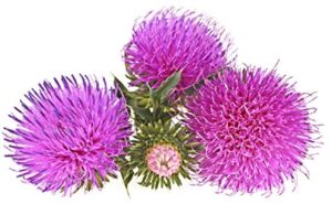 sow no gmo milk thistle non gmo heirloom therapeutic garden herb 25 seeds