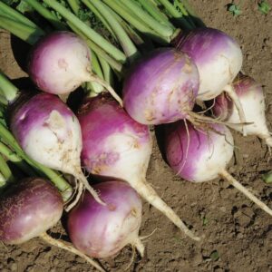 david’s garden seeds turnip purple top white globe fba-7735 (multi) 200 non-gmo, heirloom seeds