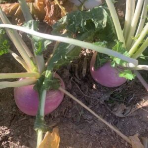 David's Garden Seeds Turnip Purple Top White Globe FBA-7735 (Multi) 200 Non-GMO, Heirloom Seeds