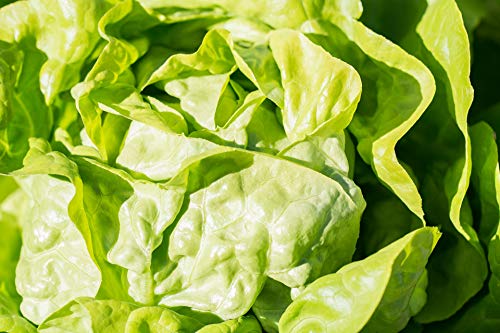 Butterhead Lettuce Seeds “White Boston” - Firm, Round Buttercrunch-Like Head Lettuce | Heirloom Seeds by Liliana's Garden |