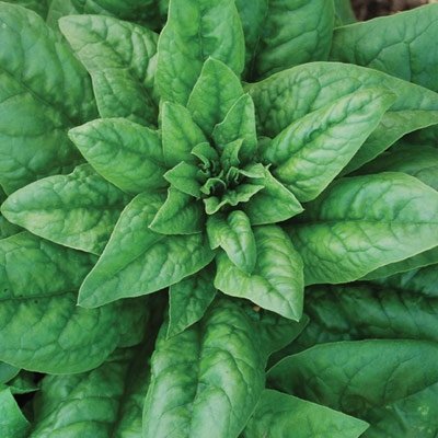 600 America Spinach Seeds Heirloom Non GMO 8+ Grams Garden Vegetable Bulk Survival