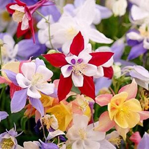 david’s garden seeds flower columbine mckana giant 9977 (multi) 200 non-gmo, heirloom seeds