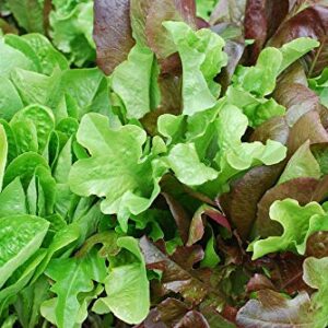 Baby Leaf Lettuce Seeds (Colorful Spring Mix) - 2 Seed Packets! - Over 1000 Open Pollinated Non-GMO USDA Organic Seeds