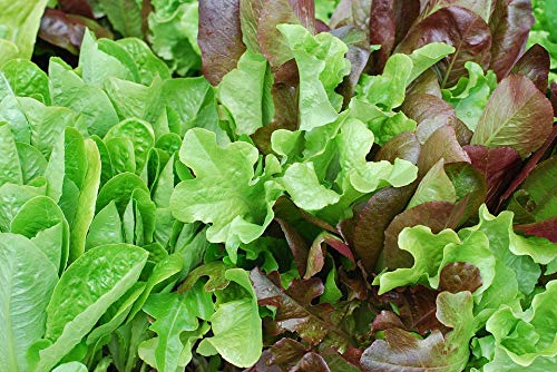 Baby Leaf Lettuce Seeds (Colorful Spring Mix) - 2 Seed Packets! - Over 1000 Open Pollinated Non-GMO USDA Organic Seeds