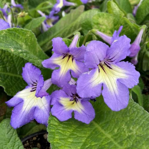 CHUXAY GARDEN Mix Streptocarpus Glandulosissimus,Cape Primrose 100 Seeds White Pink Purple Red Lovely Flowers Showy Accent Plant Easy to Grow & Maintain