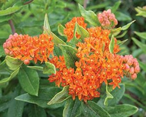 david’s garden seeds flower asclepias pleurisy root 2233 (orange) 100 non-gmo, heirloom seeds