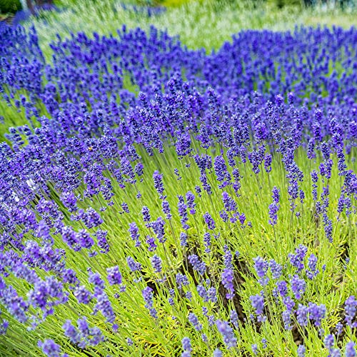 Outsidepride Lavandula Angustifolia Lavender Munstead Fragrant Herb Garden Plant Seed - 2000 Seeds