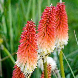 qauzuy garden 25 seeds dwarf red hot pokers seeds torch lily flower, african flame flower, devil’s poker kniphofia triangularis seeds- striking flower for home garden