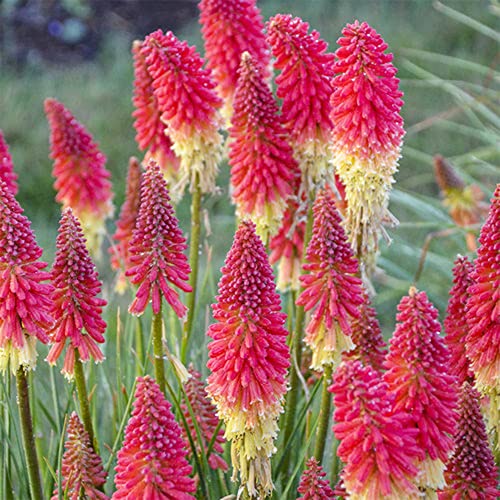 QAUZUY GARDEN 25 Seeds Dwarf Red Hot Pokers Seeds Torch Lily Flower, African Flame Flower, Devil's Poker Kniphofia Triangularis Seeds- Striking Flower for Home Garden