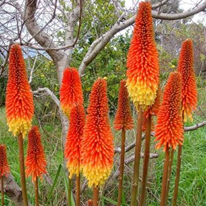 QAUZUY GARDEN 25 Seeds Dwarf Red Hot Pokers Seeds Torch Lily Flower, African Flame Flower, Devil's Poker Kniphofia Triangularis Seeds- Striking Flower for Home Garden