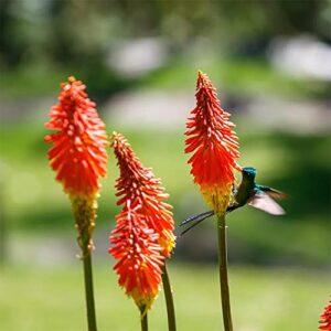 QAUZUY GARDEN 25 Seeds Dwarf Red Hot Pokers Seeds Torch Lily Flower, African Flame Flower, Devil's Poker Kniphofia Triangularis Seeds- Striking Flower for Home Garden