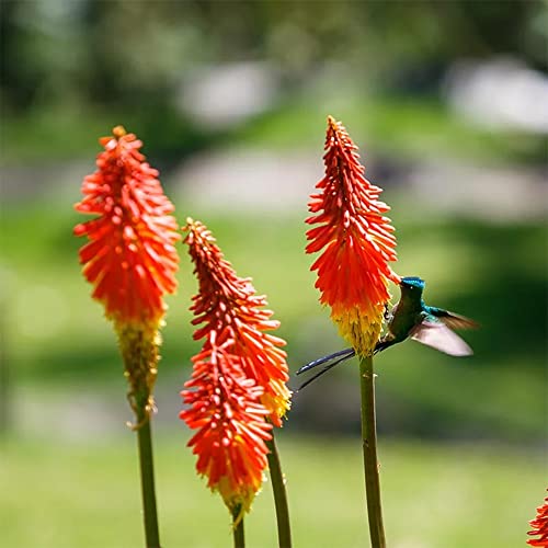 QAUZUY GARDEN 25 Seeds Dwarf Red Hot Pokers Seeds Torch Lily Flower, African Flame Flower, Devil's Poker Kniphofia Triangularis Seeds- Striking Flower for Home Garden