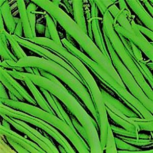 papaw’s garden supply llc. helping the next generation grow! jade bush green bean seeds, non-gmo, 1 pack of 300 vegetable seeds