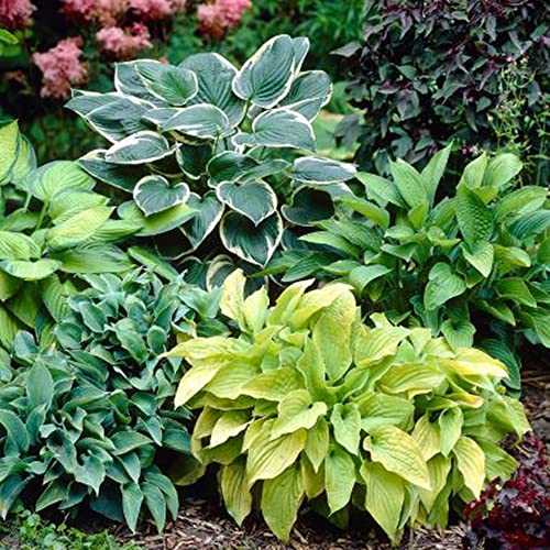 Flower Seeds for Planting Perennial Heirloom Mixed Hosta Seed Plantain Lily Flower Pot Seed 100 Pcs Indoor Outdoor Flowers Seeds Home Garden Ground Lawn Cover Gardening Gift