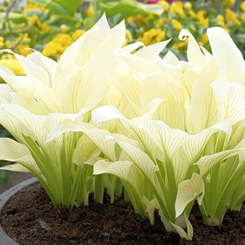 Flower Seeds for Planting Perennial Heirloom Mixed Hosta Seed Plantain Lily Flower Pot Seed 100 Pcs Indoor Outdoor Flowers Seeds Home Garden Ground Lawn Cover Gardening Gift