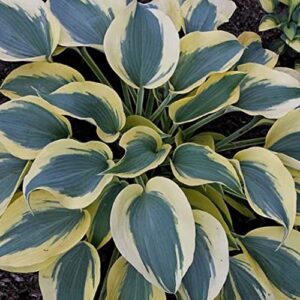 Flower Seeds for Planting Perennial Heirloom Mixed Hosta Seed Plantain Lily Flower Pot Seed 100 Pcs Indoor Outdoor Flowers Seeds Home Garden Ground Lawn Cover Gardening Gift