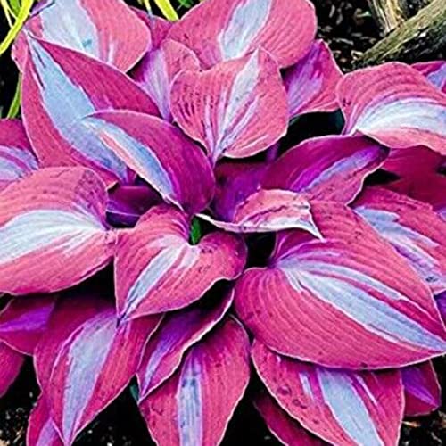 Flower Seeds for Planting Perennial Heirloom Mixed Hosta Seed Plantain Lily Flower Pot Seed 100 Pcs Indoor Outdoor Flowers Seeds Home Garden Ground Lawn Cover Gardening Gift