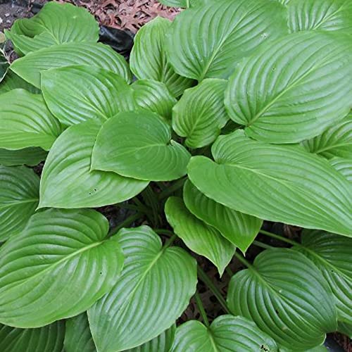 Flower Seeds for Planting Perennial Heirloom Mixed Hosta Seed Plantain Lily Flower Pot Seed 100 Pcs Indoor Outdoor Flowers Seeds Home Garden Ground Lawn Cover Gardening Gift