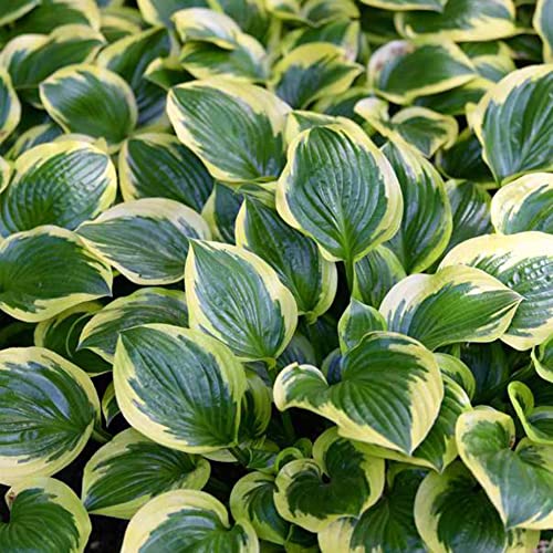 Flower Seeds for Planting Perennial Heirloom Mixed Hosta Seed Plantain Lily Flower Pot Seed 100 Pcs Indoor Outdoor Flowers Seeds Home Garden Ground Lawn Cover Gardening Gift